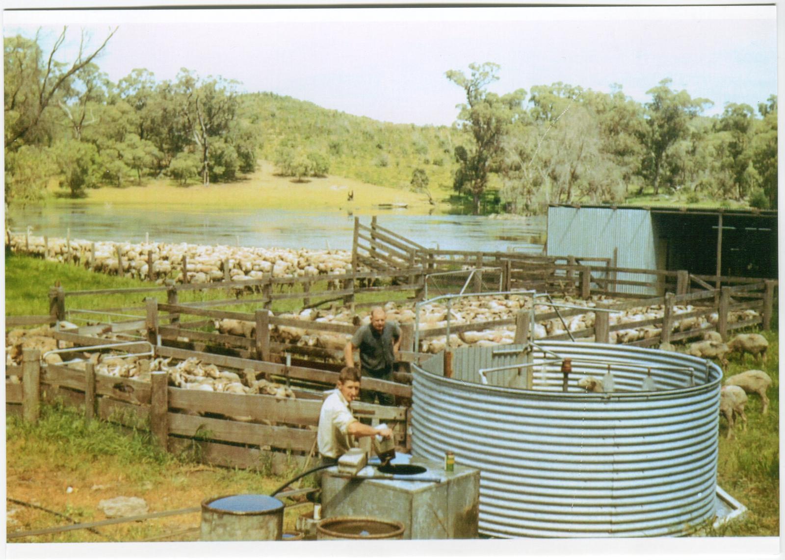 Sheep spraying at 'Green Patch' | Collections WA
