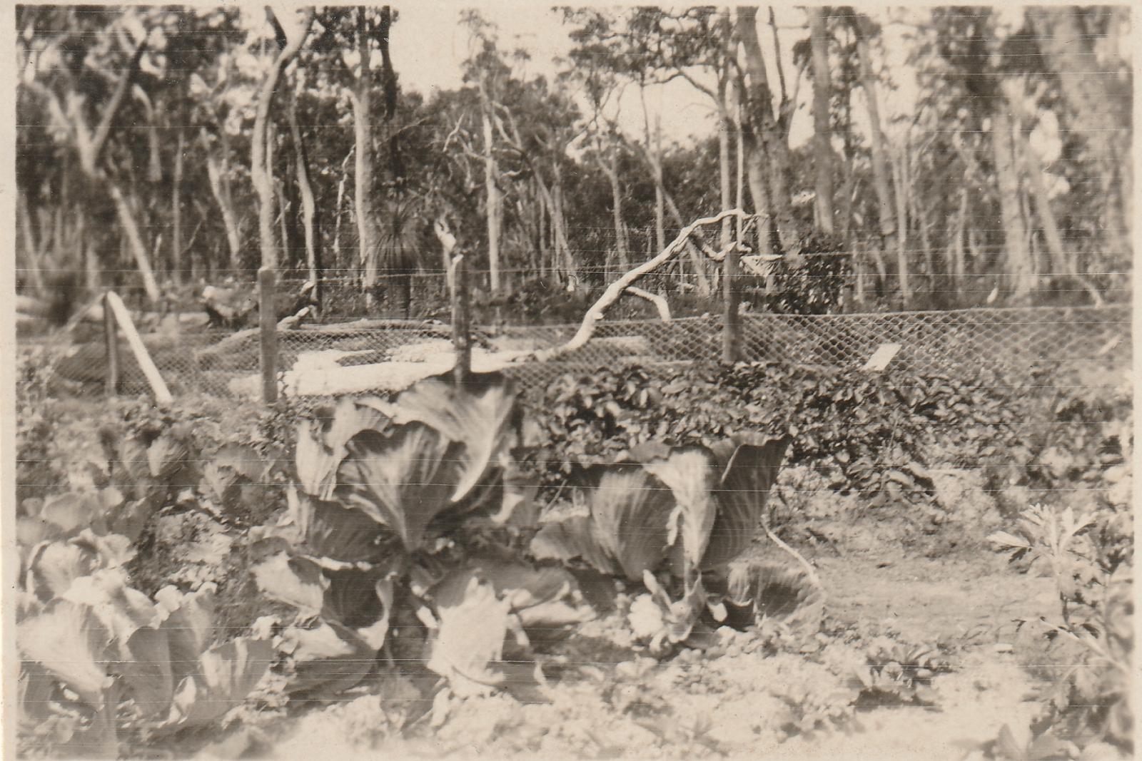 Howard Gem Rotovator | Collections WA